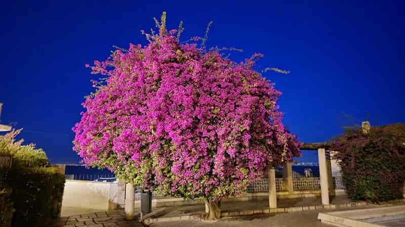 AZORSKA OSTRVA + LISABON (1. maj 2026) - Energija