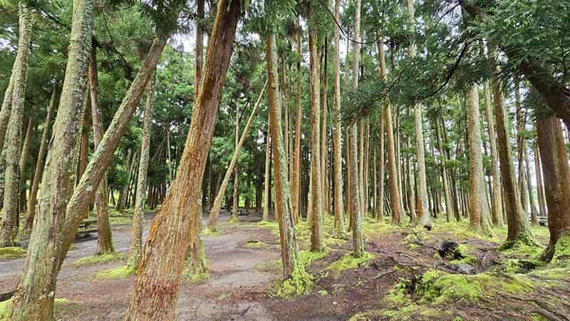 AZORSKA OSTRVA + LISABON (1. maj 2026) - Energija